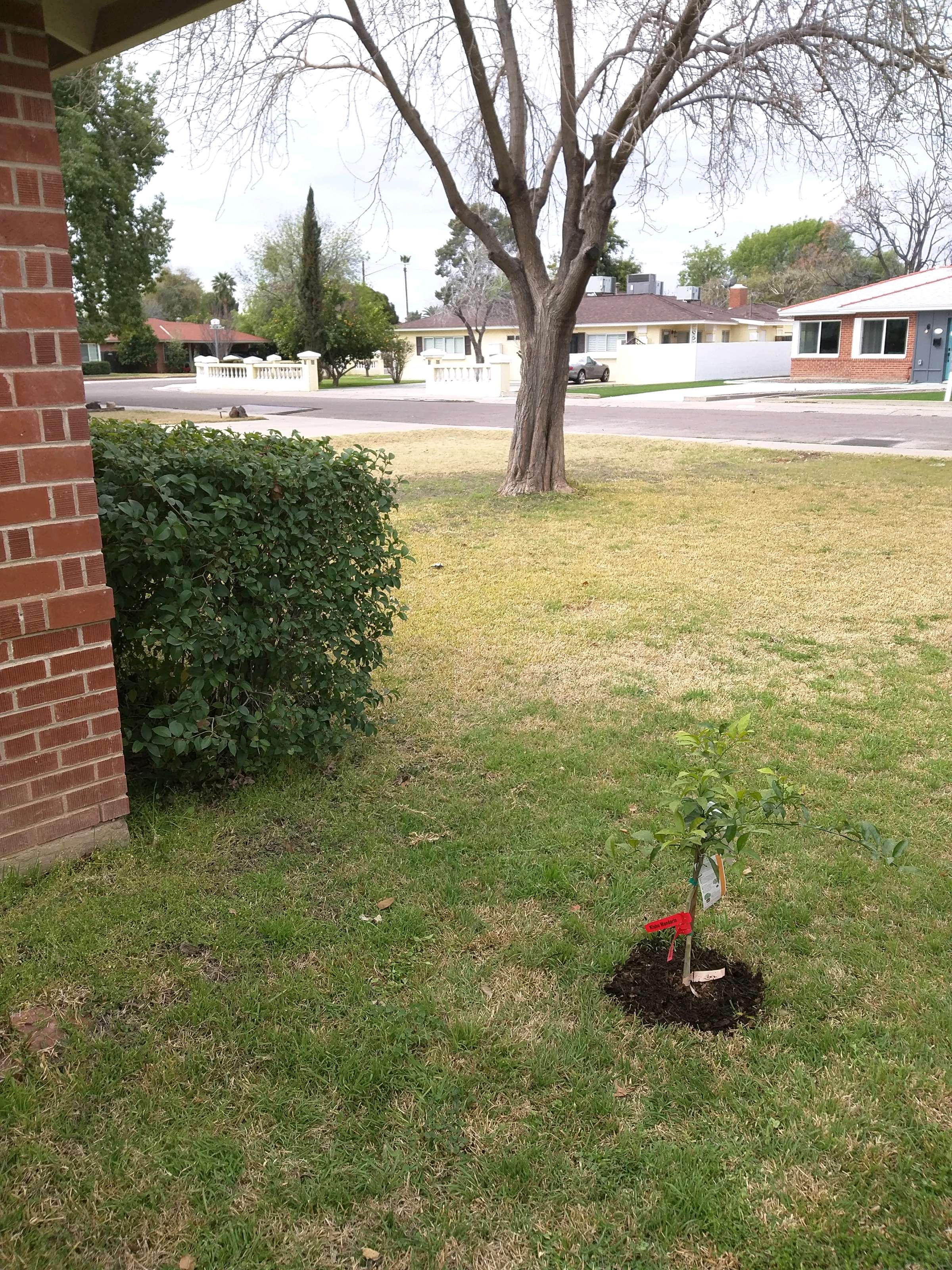 Kishu Mandarin – Growing in Phoenix
