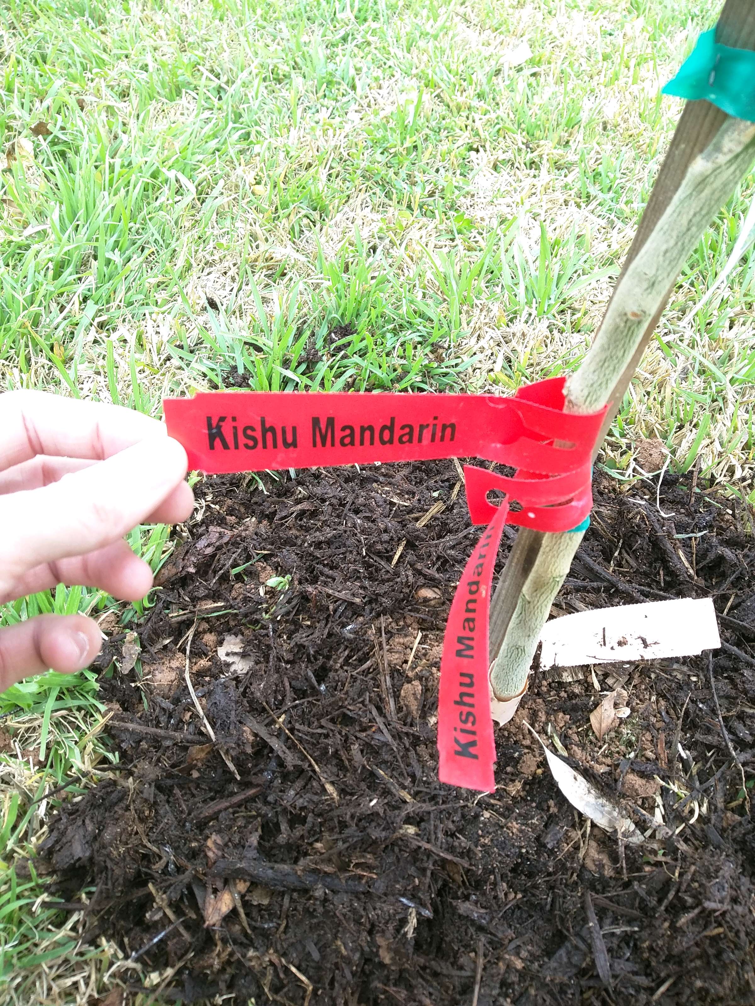 Kishu Mandarin – Growing in Phoenix
