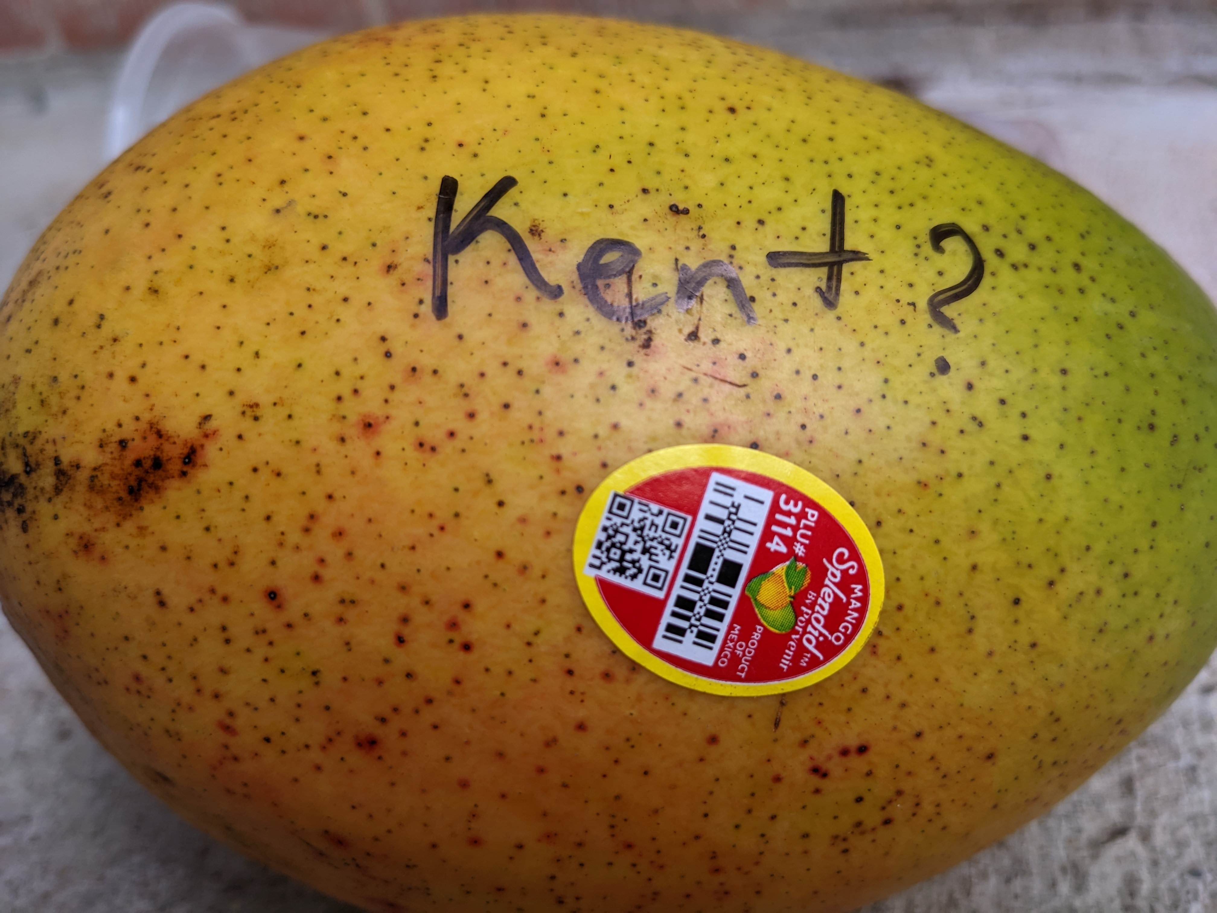 Kent Mango from Seed – Growing in Phoenix