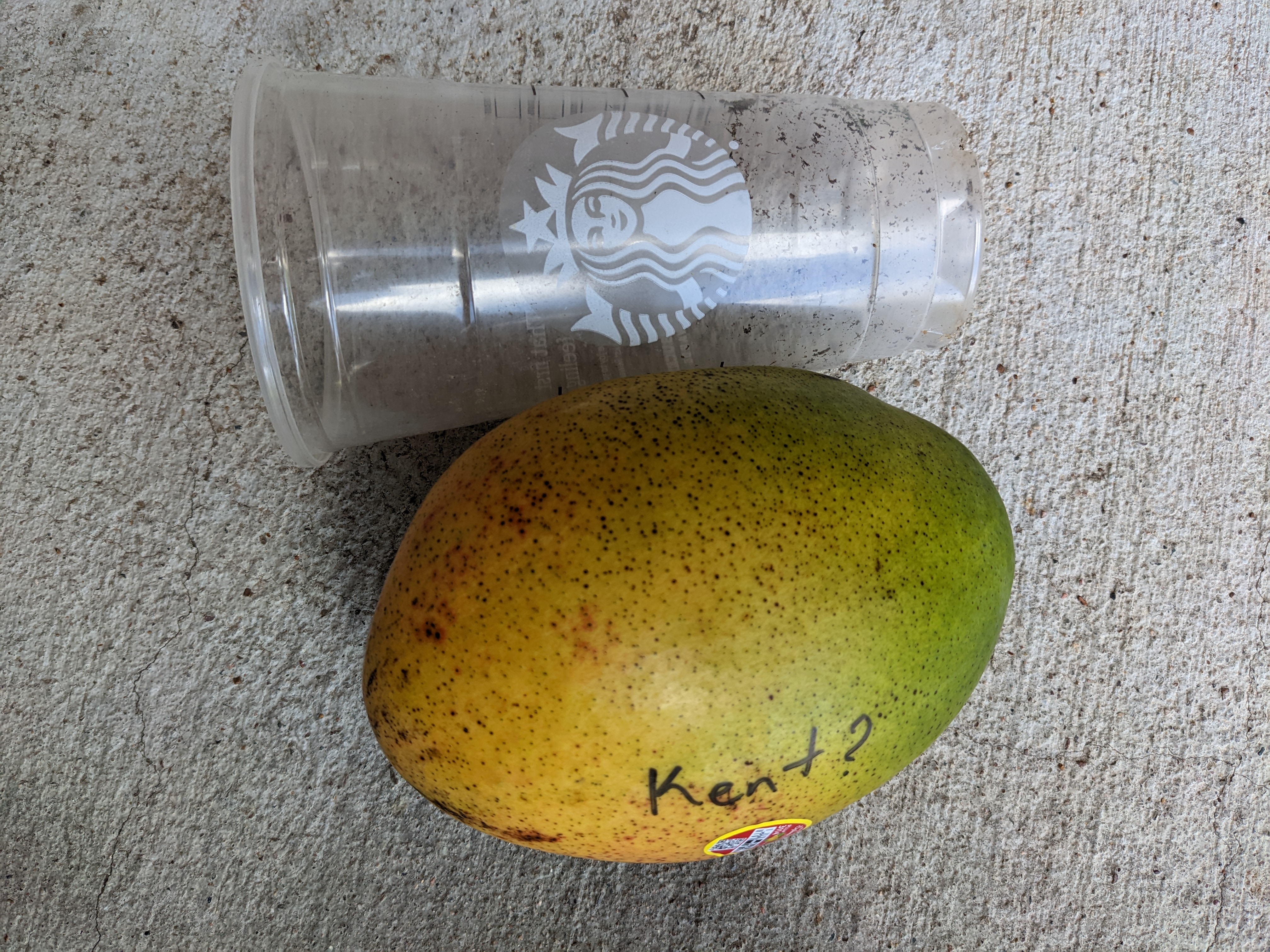 Kent Mango from Seed – Growing in Phoenix