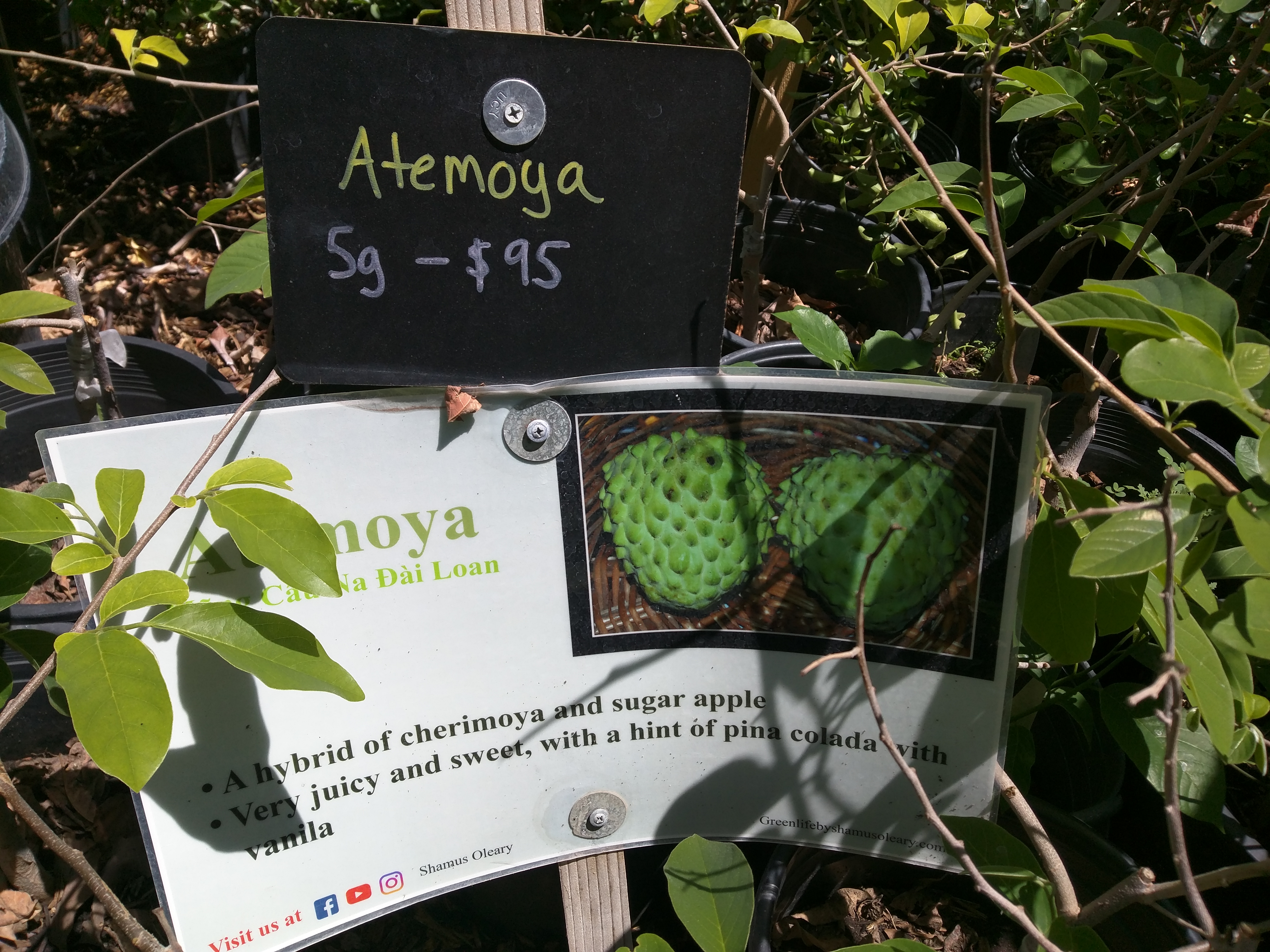 Atemoya (variety: African Pride) – Growing in Phoenix