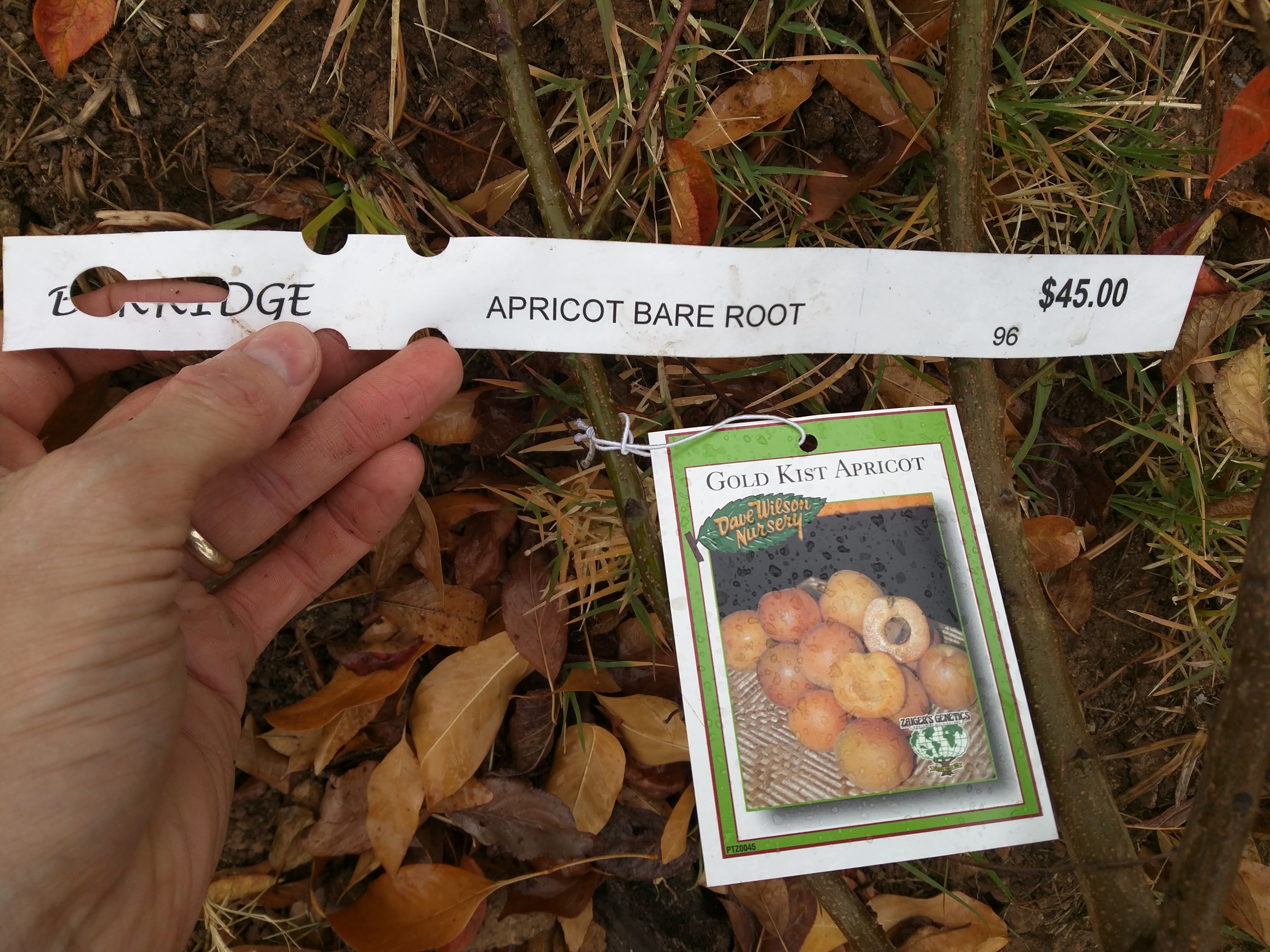 Apricot (variety: Gold Kist) – Growing in Phoenix